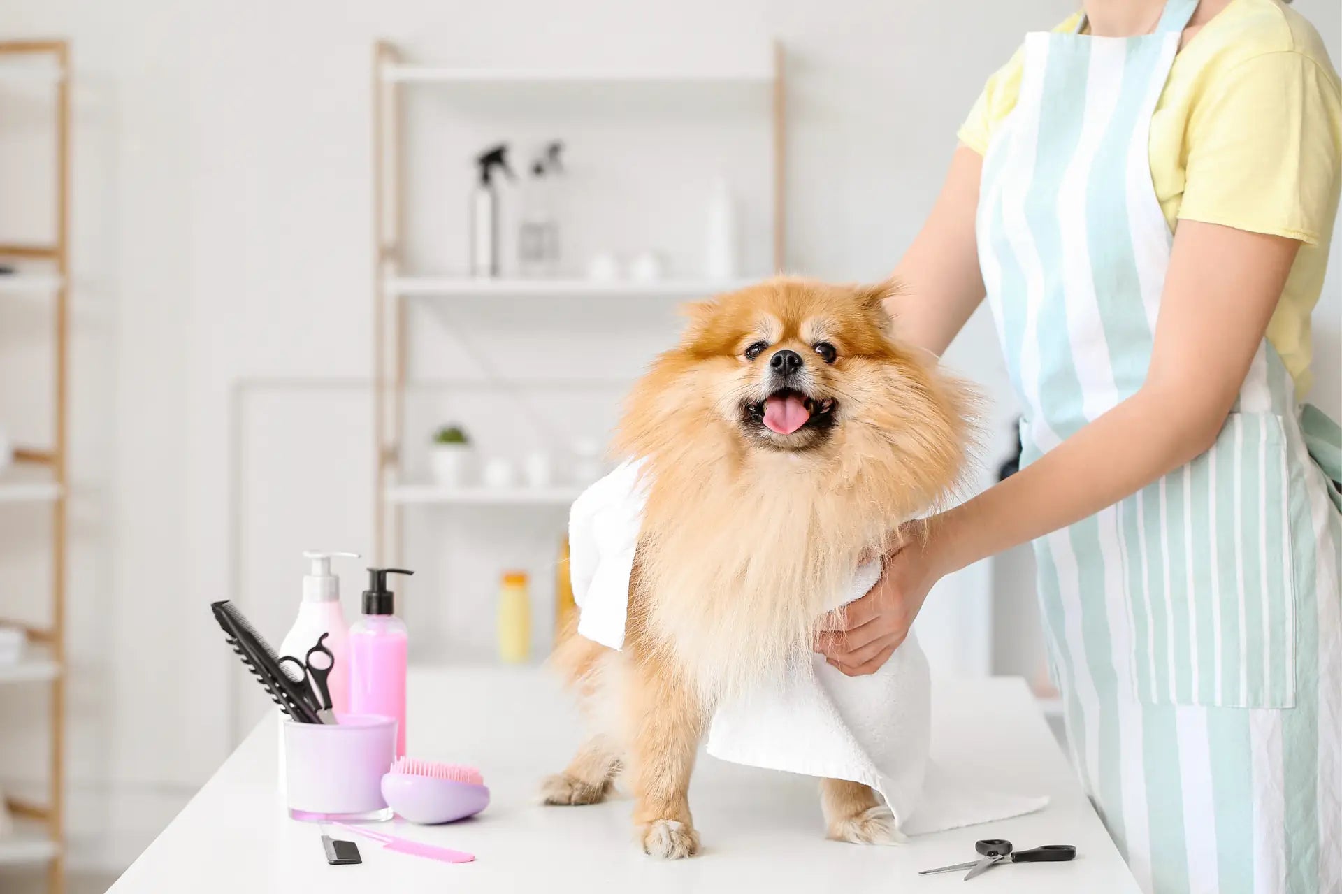 A Guide to Sustainable Dog Grooming for a PAWowderful World – Plantish